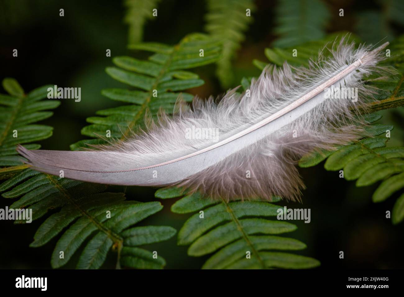 Forest life, feather on a fern, big size Stock Photo - Alamy