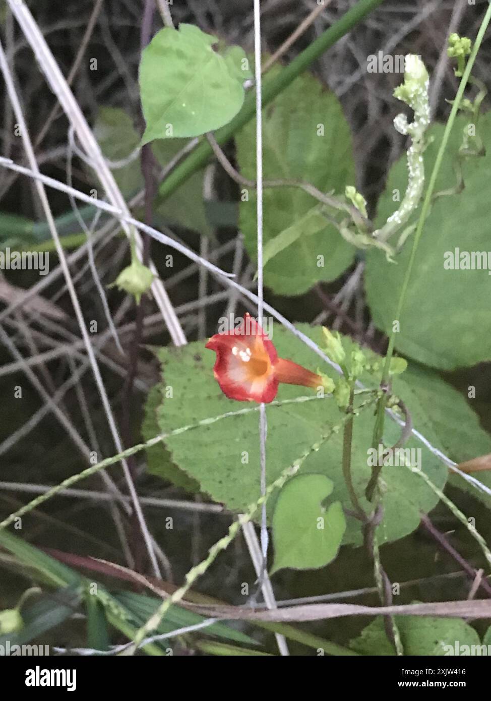 red morning glory (Ipomoea coccinea) Plantae Stock Photo - Alamy
