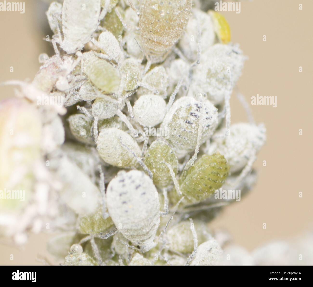 Cabbage Aphid (Brevicoryne brassicae) Insecta Stock Photo - Alamy