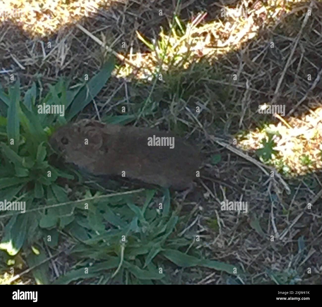 Hamsters, Voles, Lemmings, and Allies (Cricetidae) Mammalia Stock Photo ...