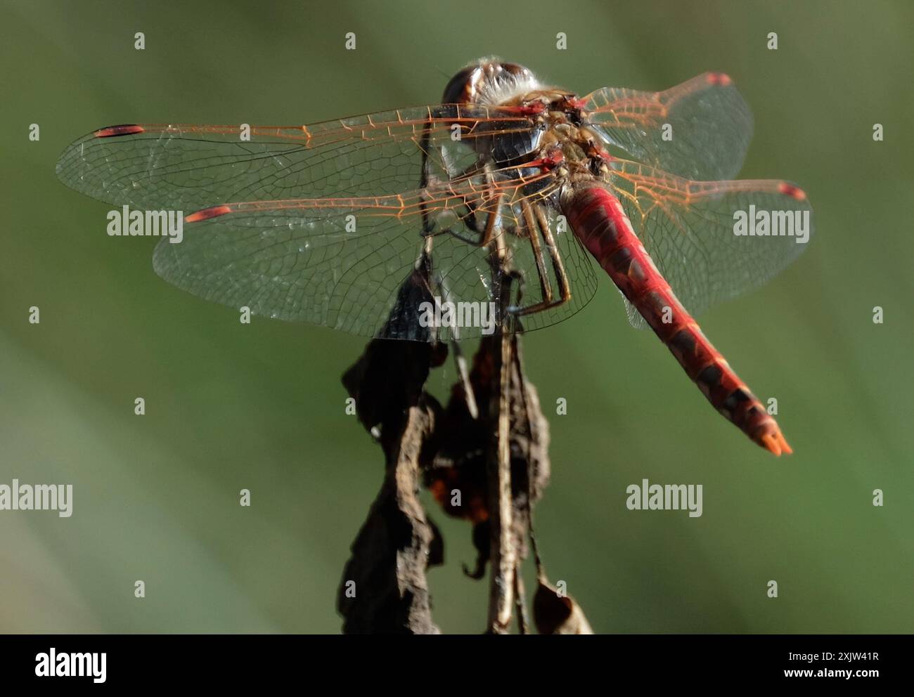 Variegated Meadowhawk (Sympetrum corruptum) Insecta Stock Photo - Alamy