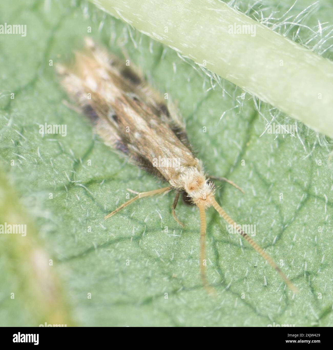 Microcaddisflies (Hydroptilidae) Insecta Stock Photo - Alamy