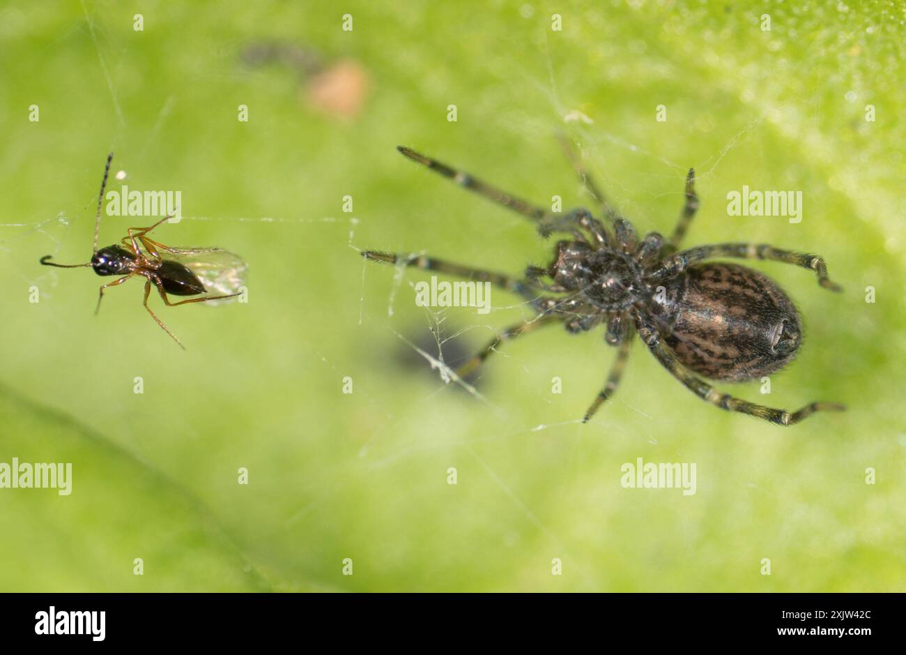 Spiders (Araneae) Arachnida Stock Photo - Alamy