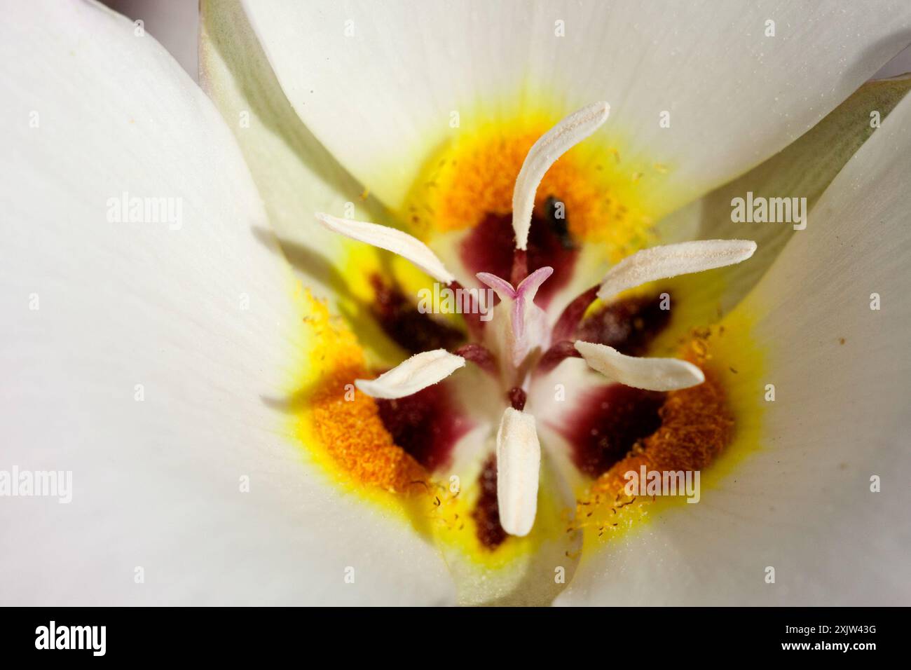 winding mariposa lily (Calochortus flexuosus) Plantae Stock Photo - Alamy