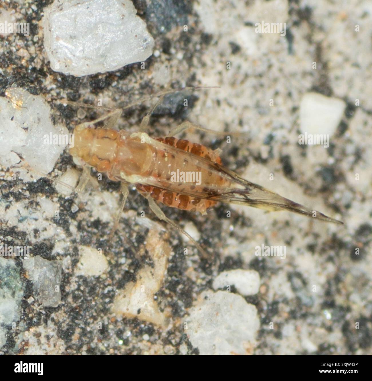 Eastern dusky-winged oak aphid (Neomyzocallis discolor) Insecta Stock ...