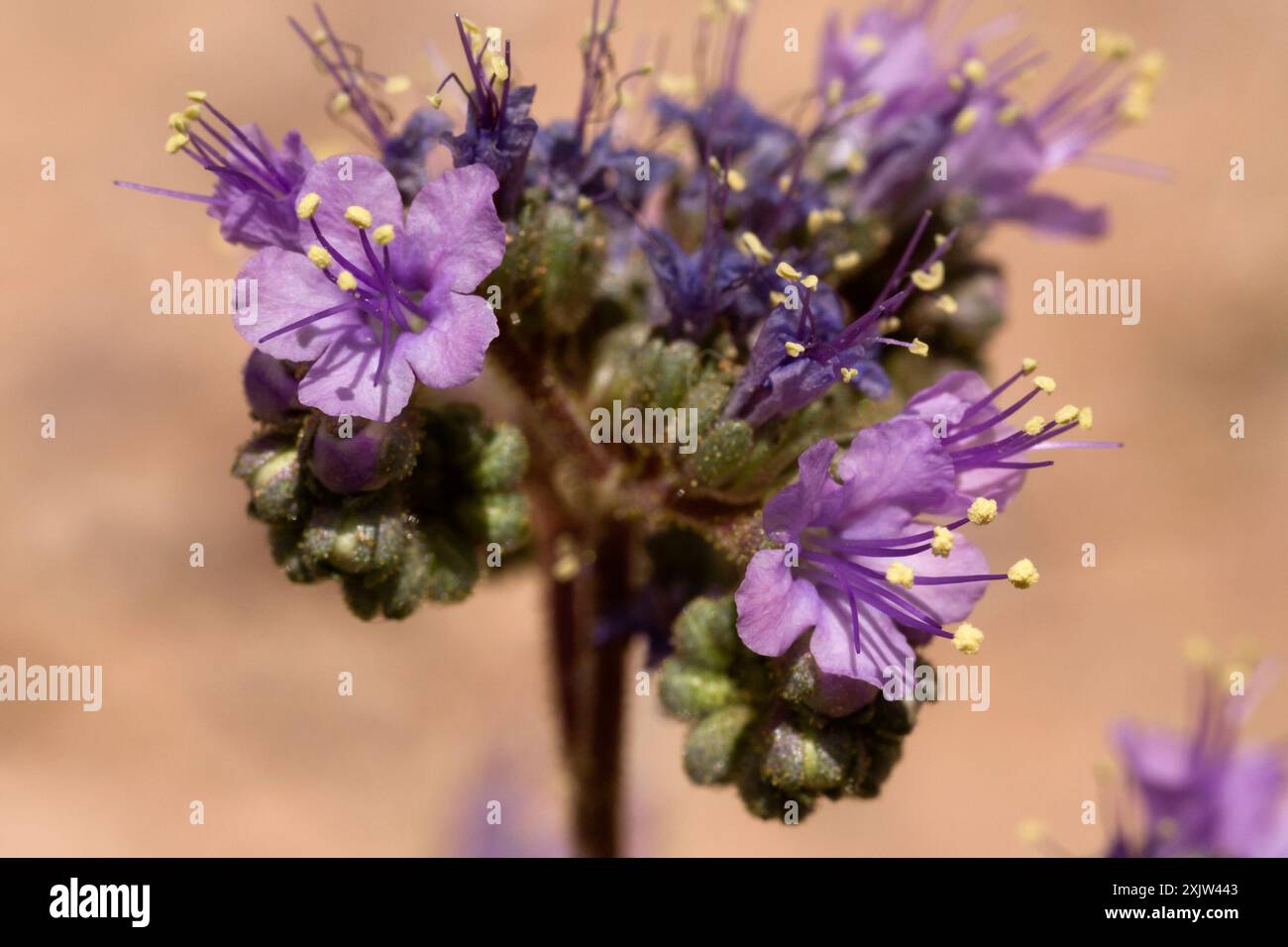 Notch-leaf Scorpionweed (Phacelia crenulata) Plantae Stock Photo - Alamy