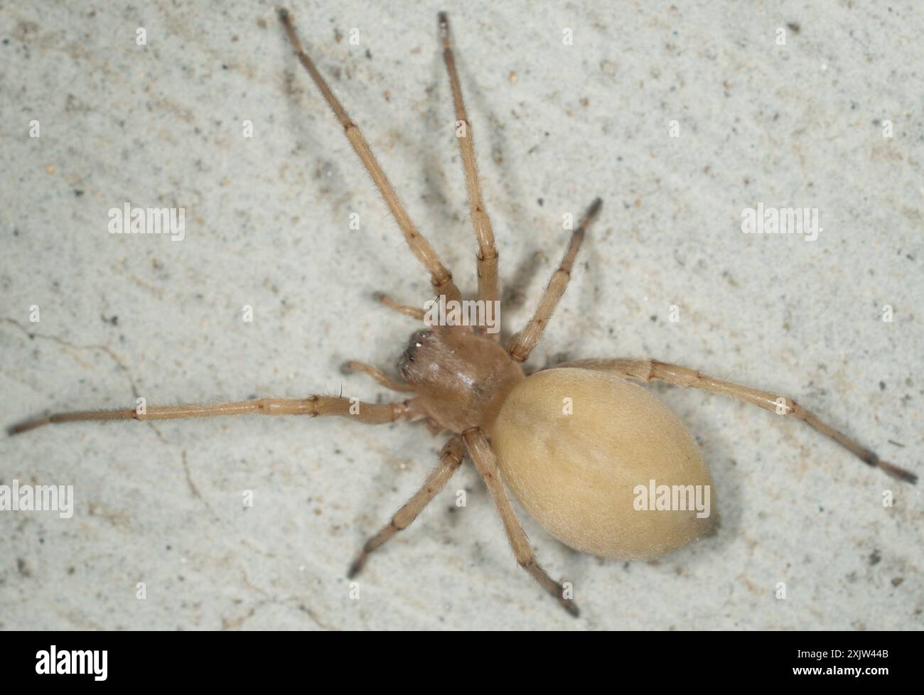 Northern Yellow Sac Spider (Cheiracanthium mildei) Arachnida Stock ...