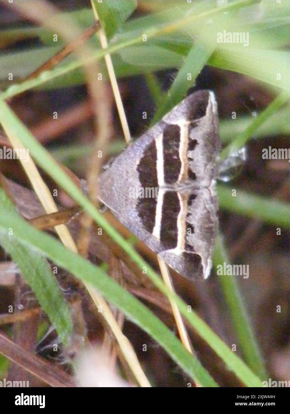 Exclusive Lines (Grammodes exclusiva) Insecta Stock Photo - Alamy