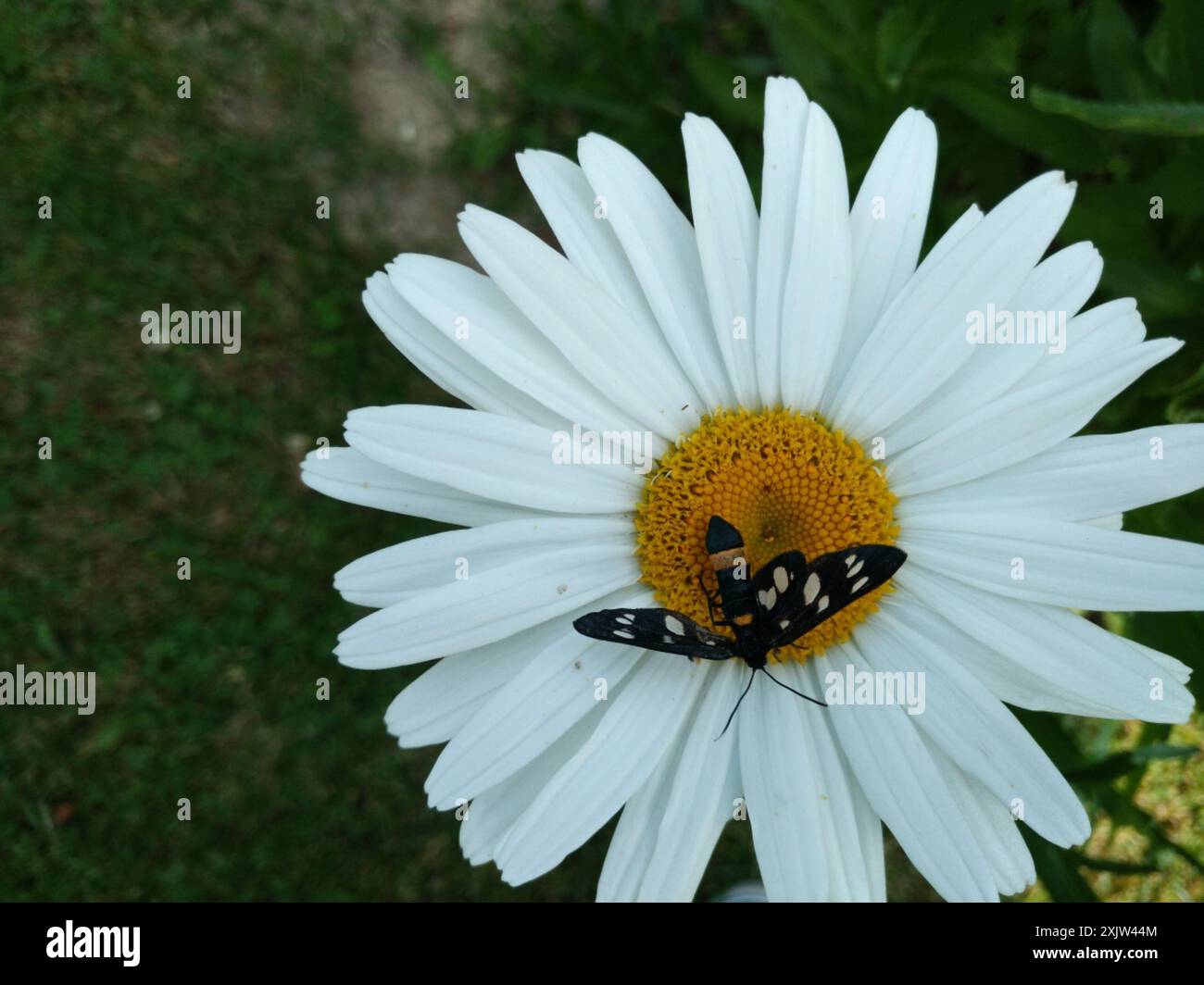 Nine-spotted Moth (Amata phegea) Insecta Stock Photo - Alamy