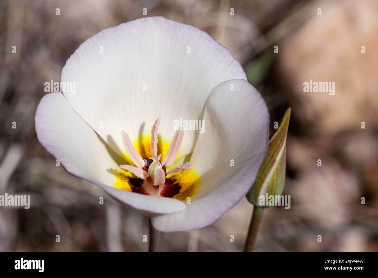 winding mariposa lily (Calochortus flexuosus) Plantae Stock Photo - Alamy