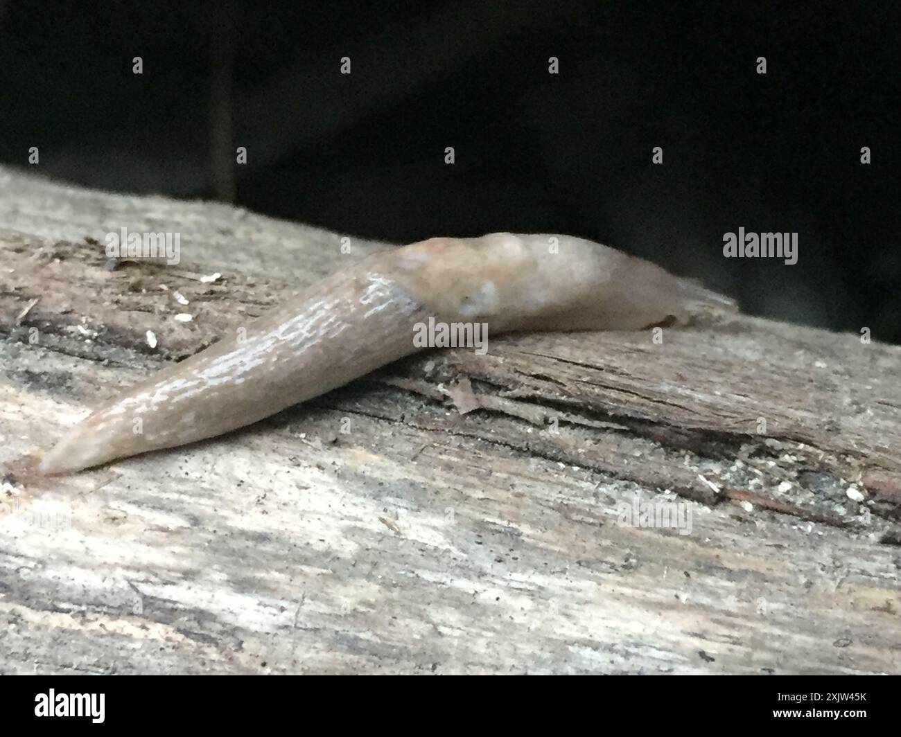 Milky Slug (Deroceras reticulatum) Mollusca Stock Photo - Alamy