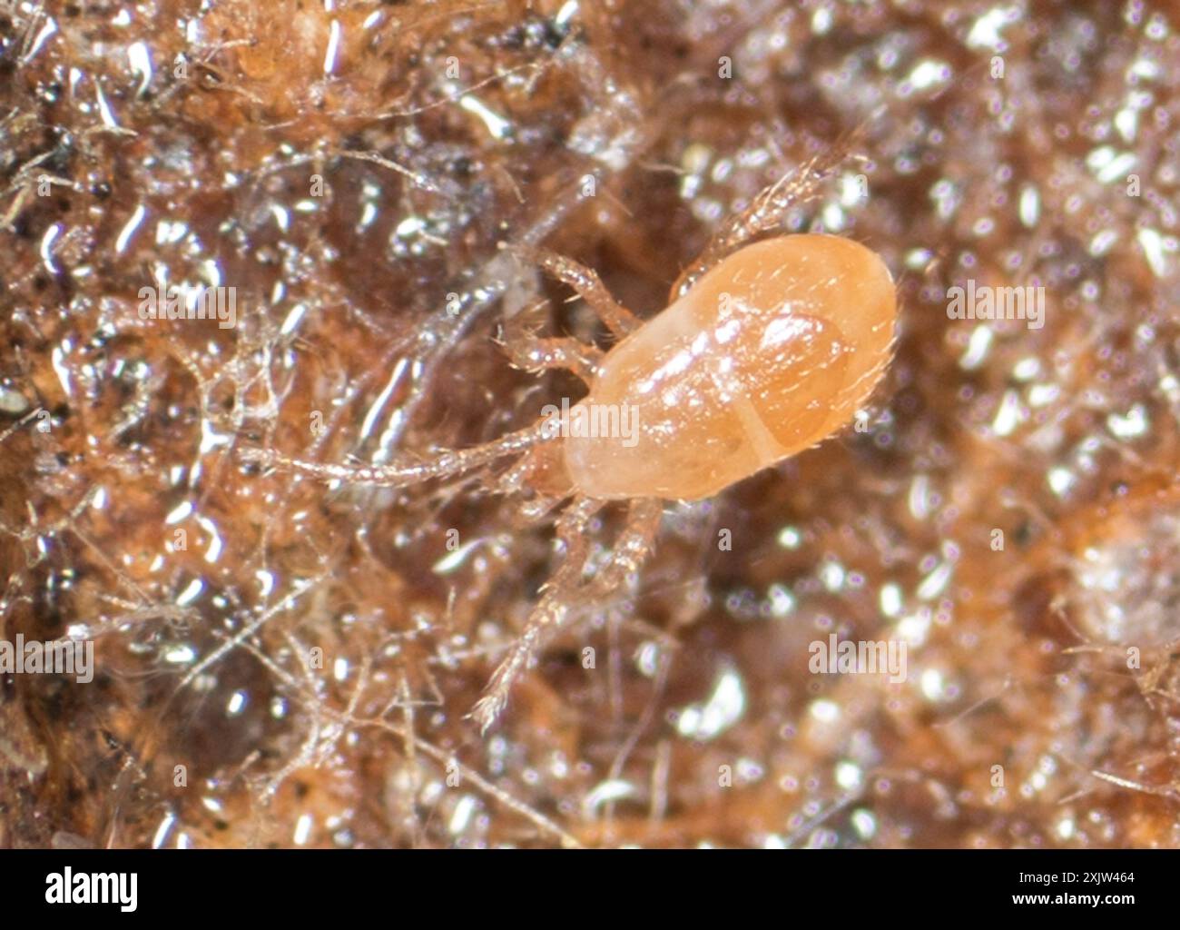 Mesostigmata hi-res stock photography and images - Alamy
