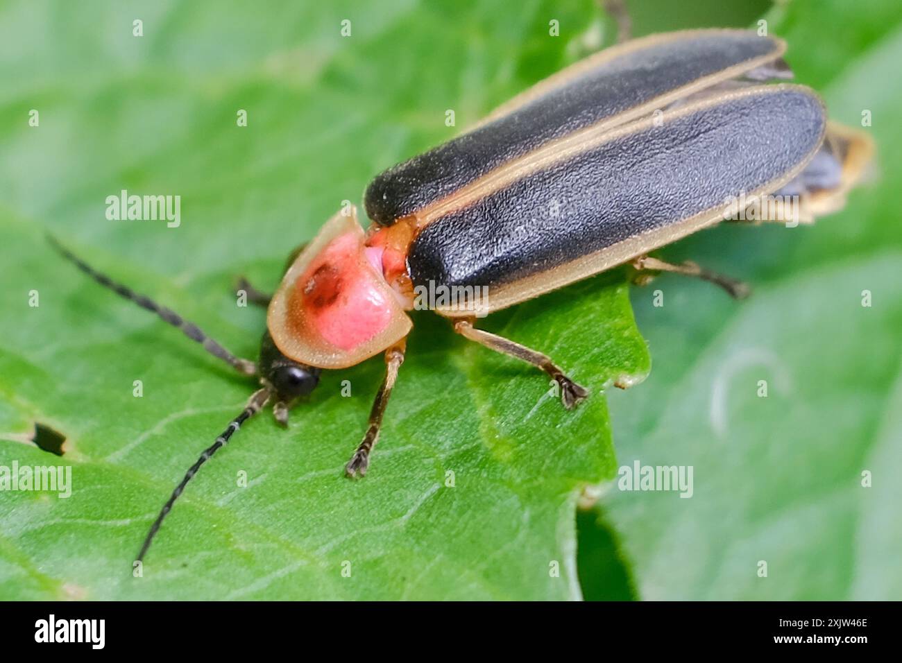 Common Eastern Firefly (Photinus pyralis) Insecta Stock Photo - Alamy