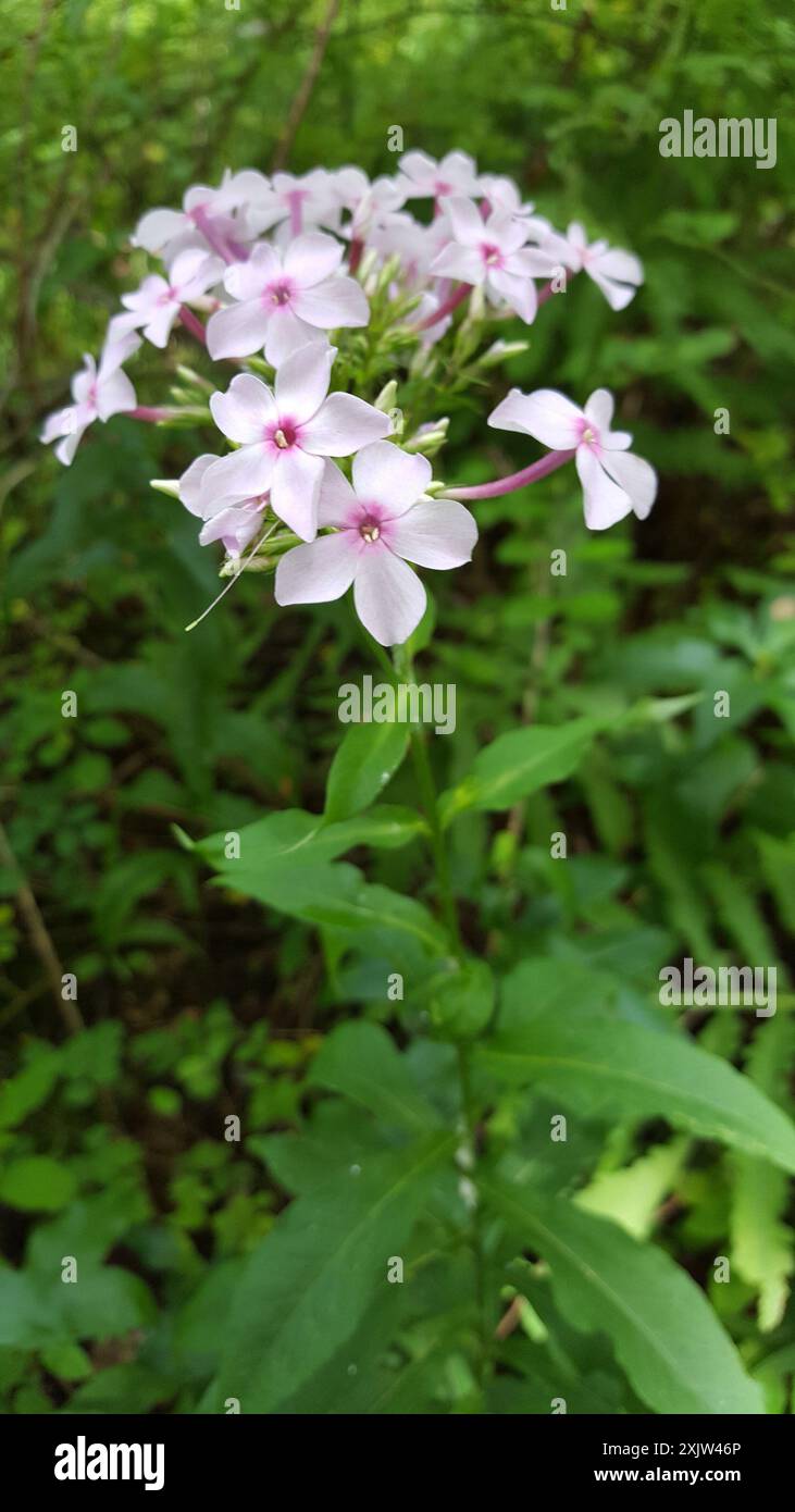 fall phlox (Phlox paniculata) Plantae Stock Photo - Alamy
