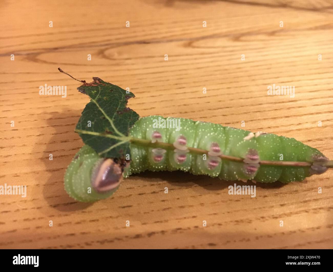 Modest Sphinx (Pachysphinx modesta) Insecta Stock Photo - Alamy