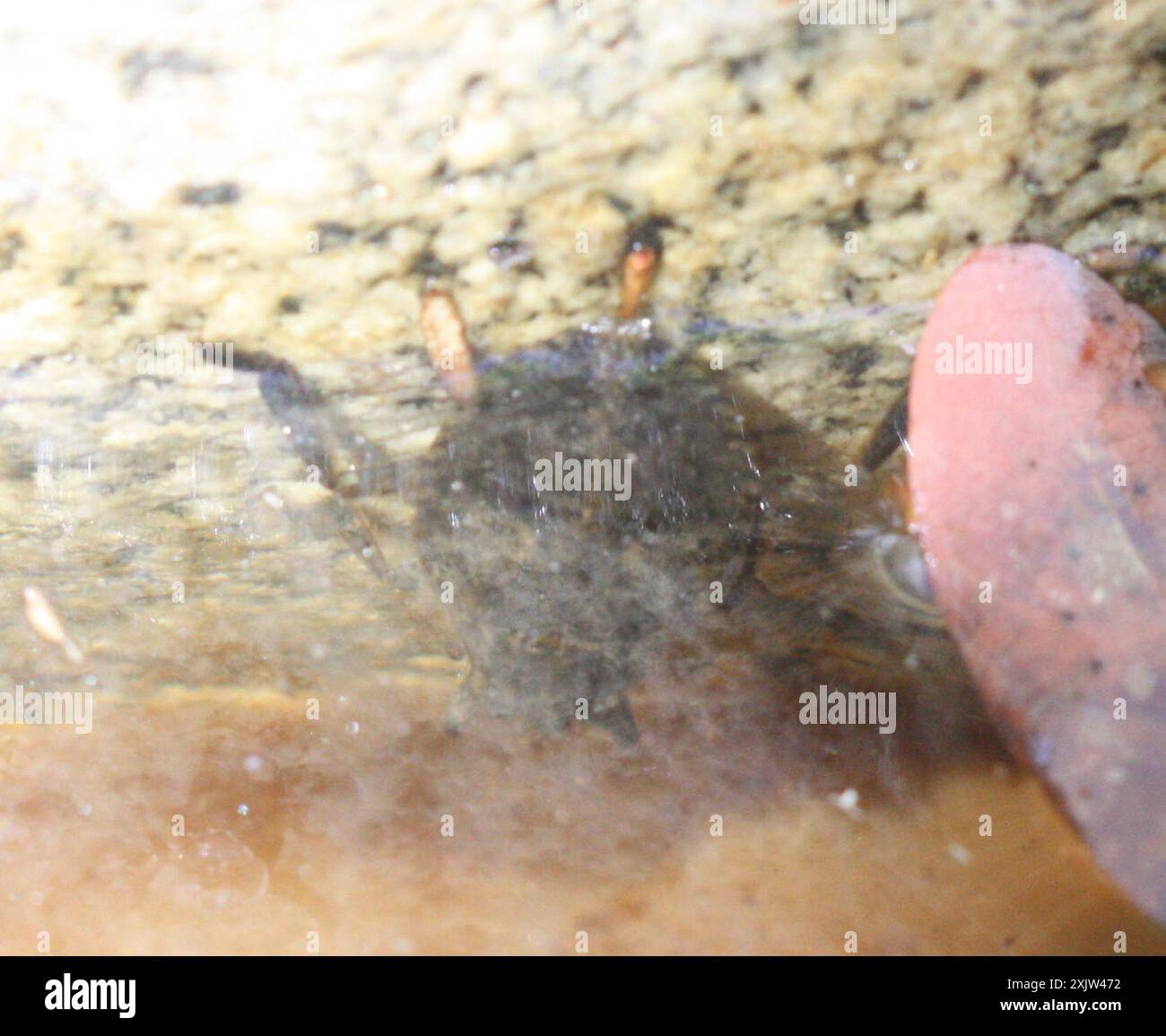 Giant Water Bugs (Belostomatidae) Insecta Stock Photo - Alamy