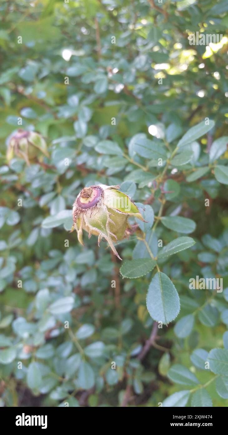 Macartney's rose (Rosa bracteata) Plantae Stock Photo - Alamy