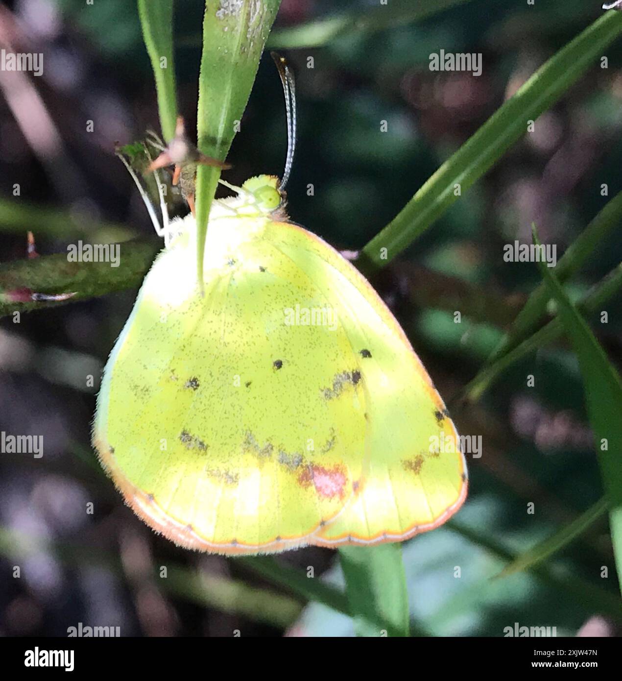 Little Yellow (Pyrisitia lisa) Insecta Stock Photo - Alamy