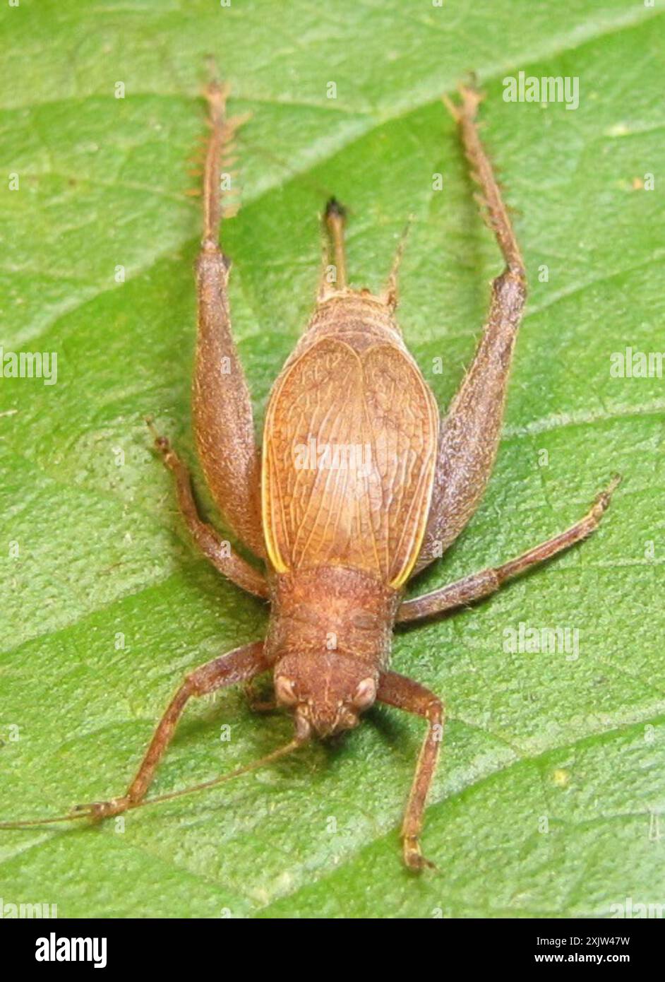 Restless Bush Cricket (Hapithus agitator) Insecta Stock Photo - Alamy