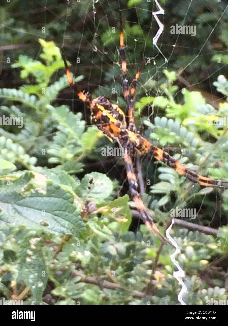 Hawaiian garden spider hi-res stock photography and images - Alamy