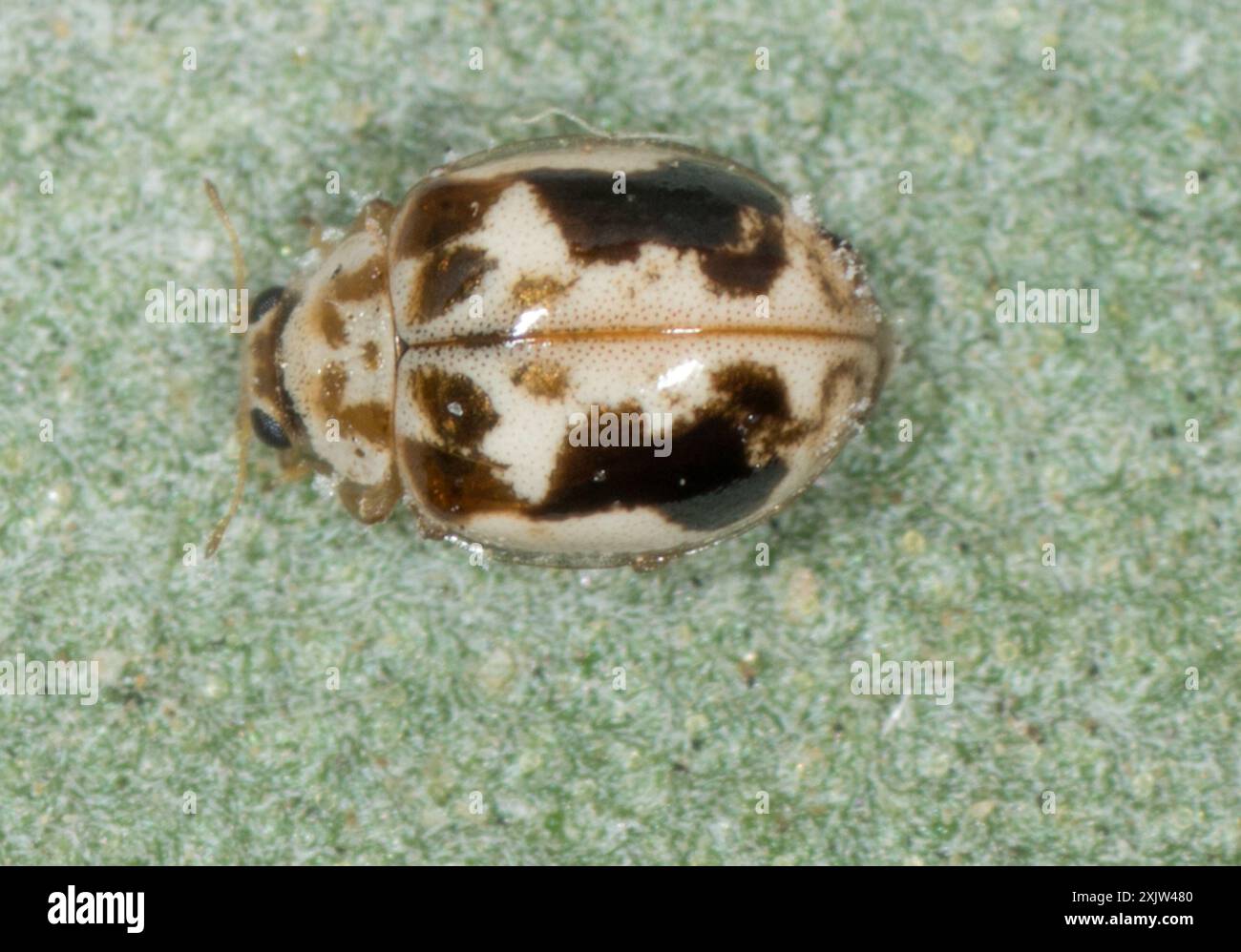 Kidney-spotted Fairy Lady Beetle (Psyllobora renifer) Insecta Stock ...