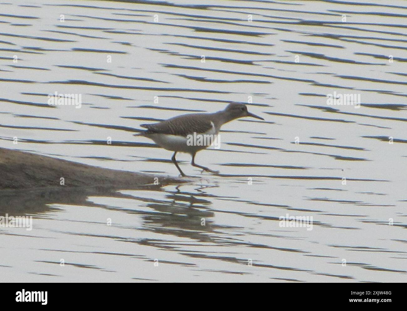 Spotted Sandpiper (Actitis macularius) Aves Stock Photo - Alamy