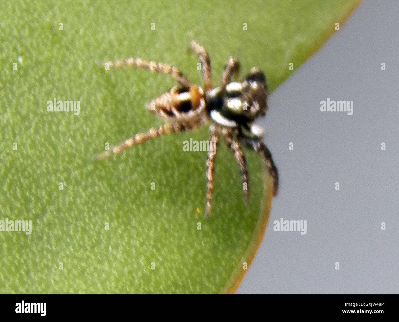 Twin-flagged Jumping Spider (Anasaitis canosus) Arachnida Stock Photo ...