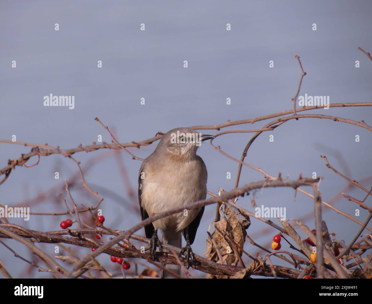 Northern Mockingbird (Mimus polyglottos) Aves Stock Photo - Alamy