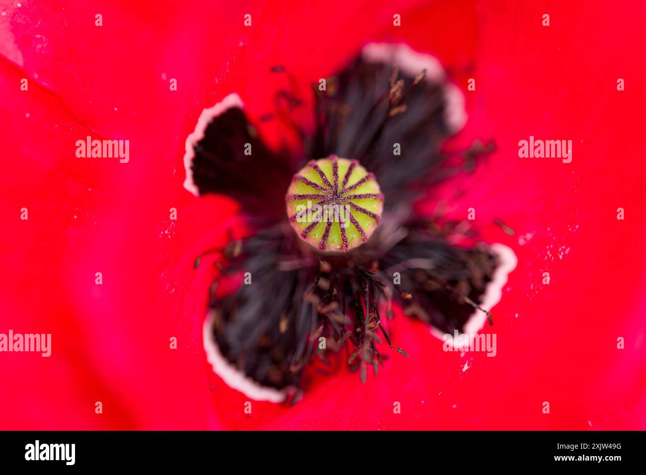 Center of a red poppy flower Stock Photo - Alamy