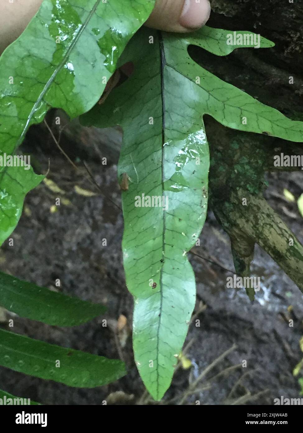 Kangaroo Fern (Microsorum pustulatum pustulatum) Plantae Stock Photo ...