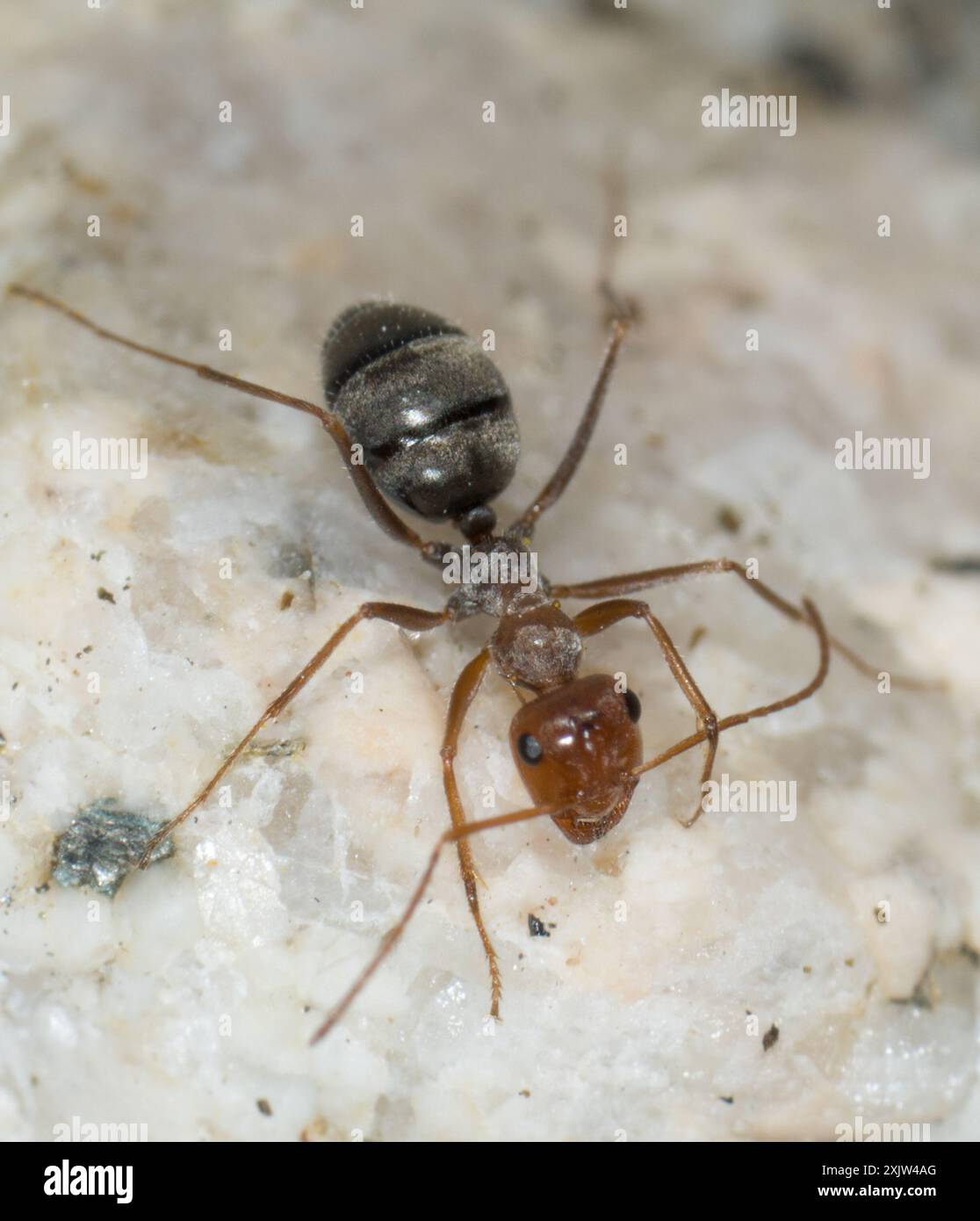 Mimicus-flaviceps-group Honeypot Ants (Myrmecocystus mimicus) Insecta ...
