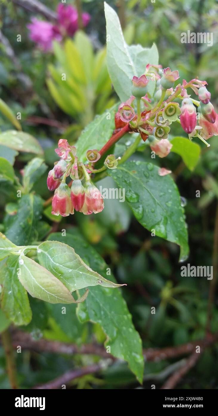 Northern highbush blueberry (Vaccinium corymbosum) Plantae Stock Photo ...