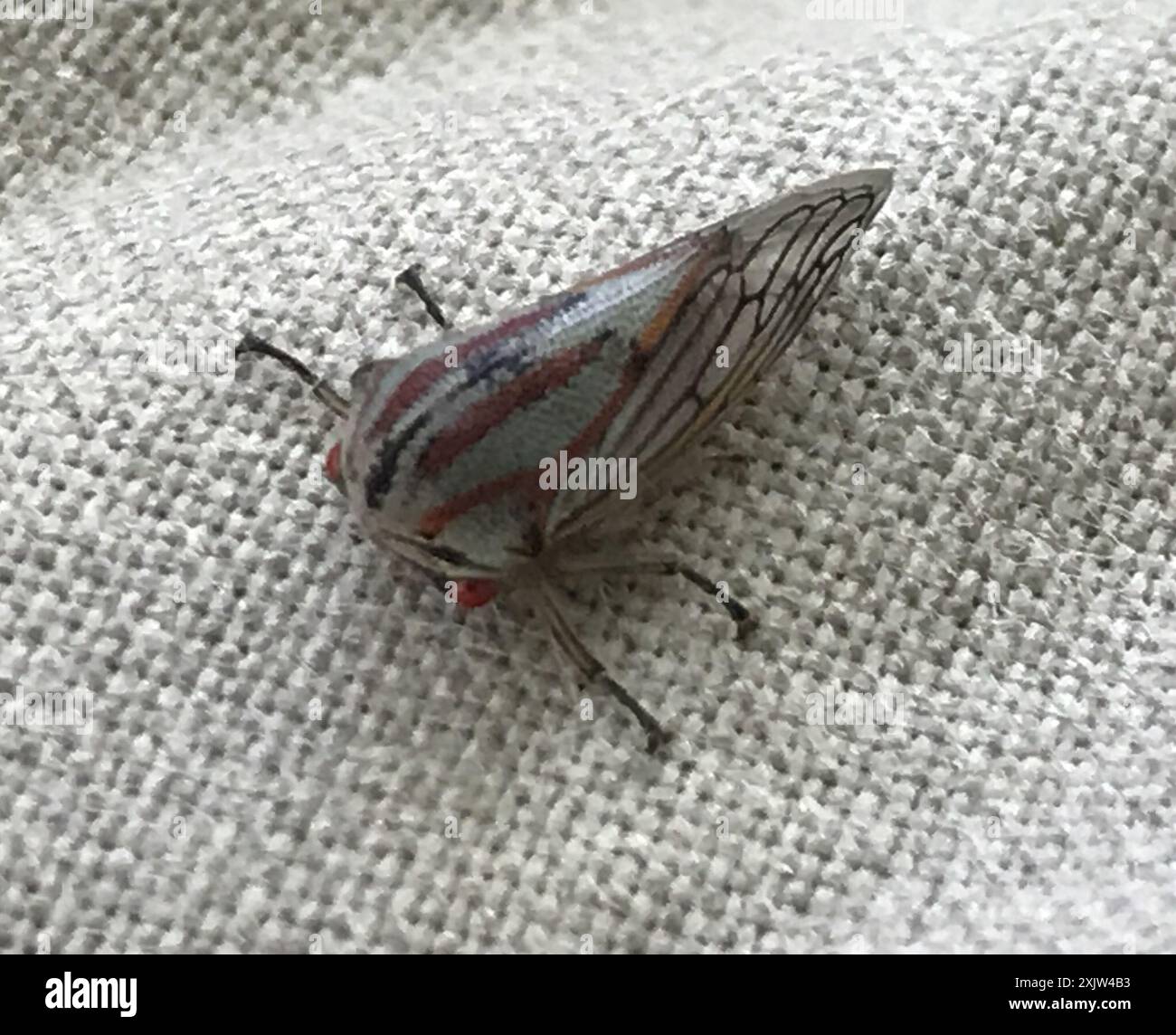 Oak Treehopper (Platycotis vittata) Insecta Stock Photo - Alamy