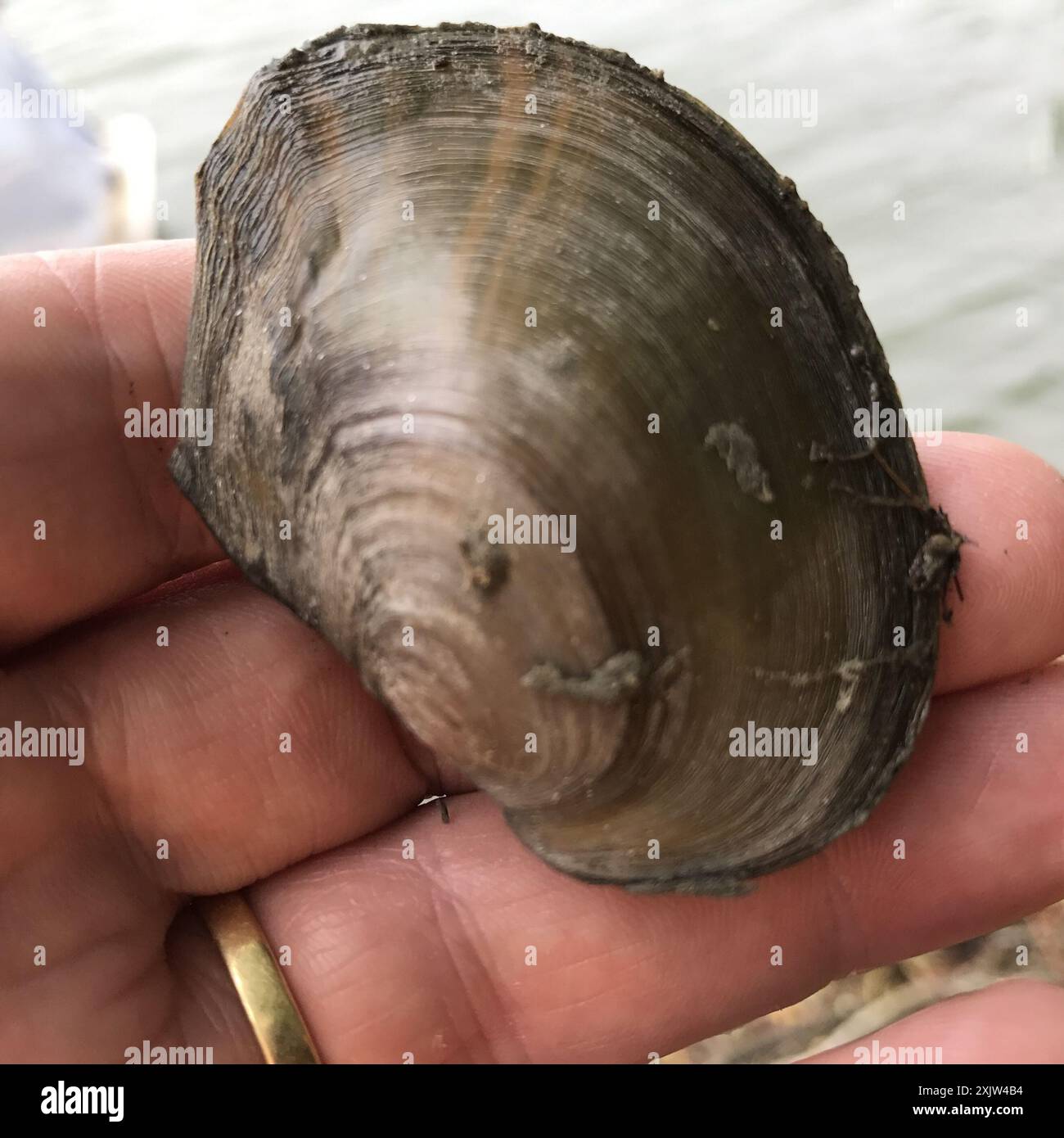Chinese Pond Mussel (Sinanodonta woodiana) Mollusca Stock Photo - Alamy