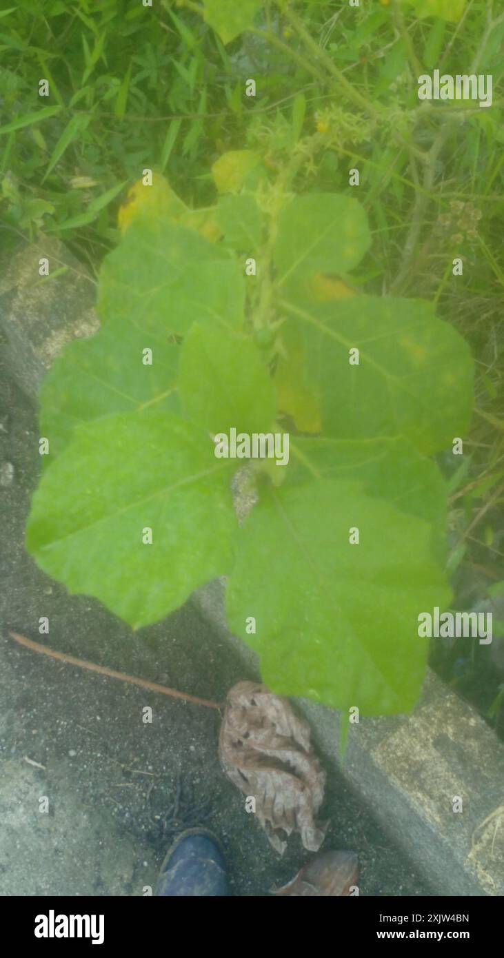 dicots (Magnoliopsida) Plantae Stock Photo - Alamy