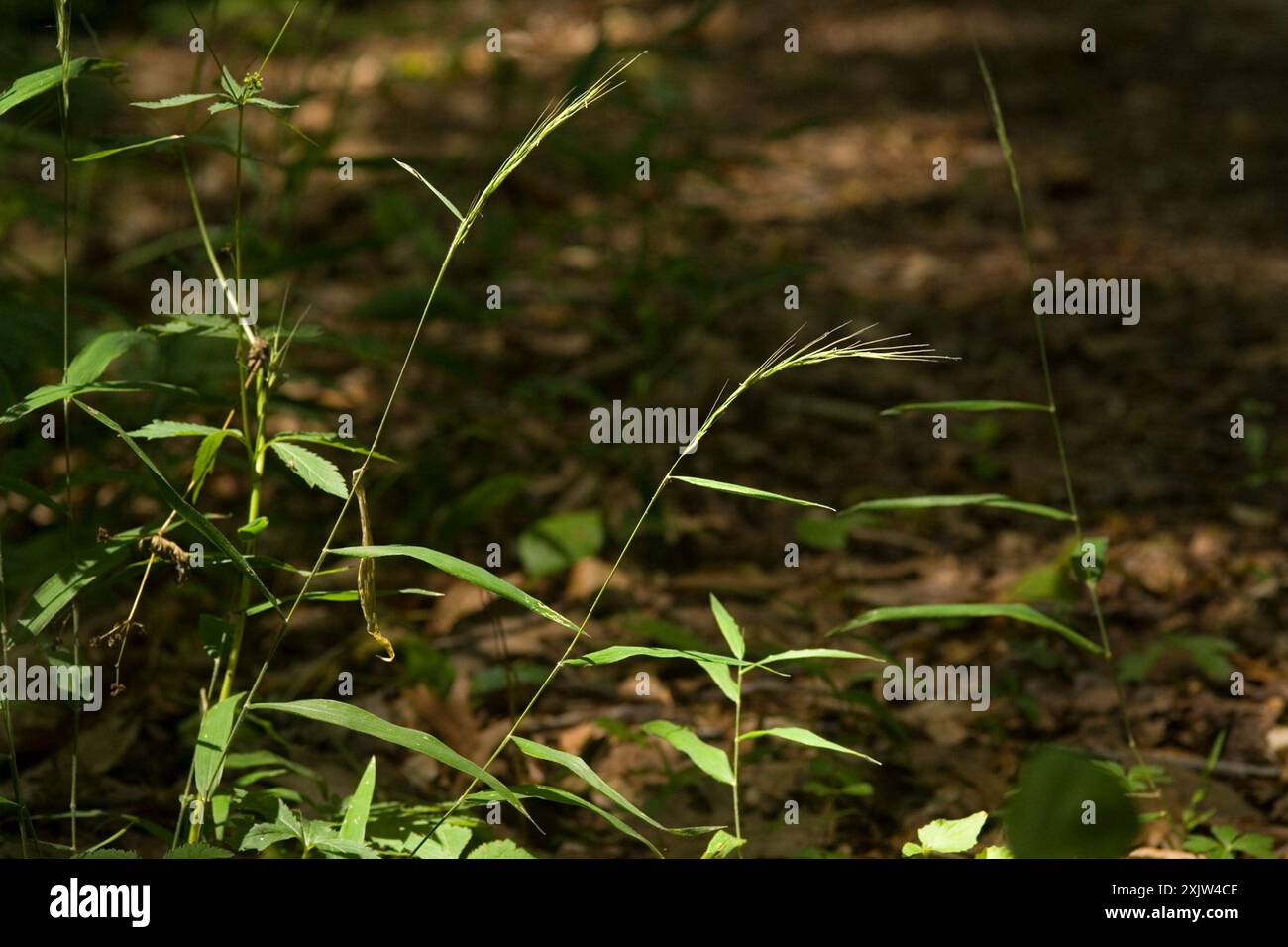Long-awned Wood Grass (Brachyelytrum erectum) Plantae Stock Photo - Alamy