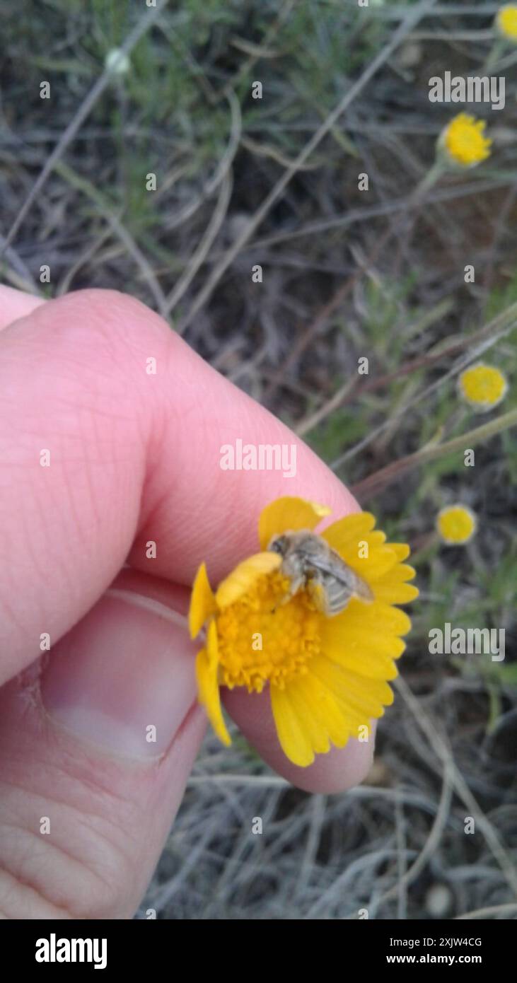 Globemallow chimney bees (Diadasia diminuta) Insecta Stock Photo - Alamy