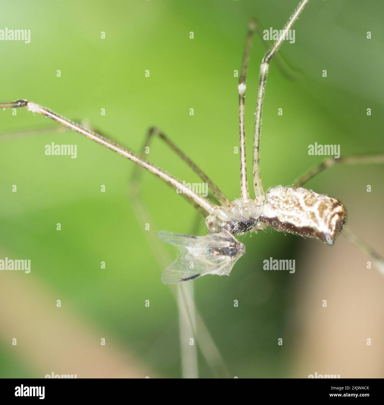 Marbled Cellar Spider (Holocnemus pluchei) Arachnida Stock Photo - Alamy