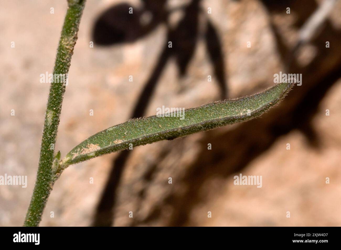 Blue Milkwort (Hebecarpa barbeyana) Plantae Stock Photo - Alamy