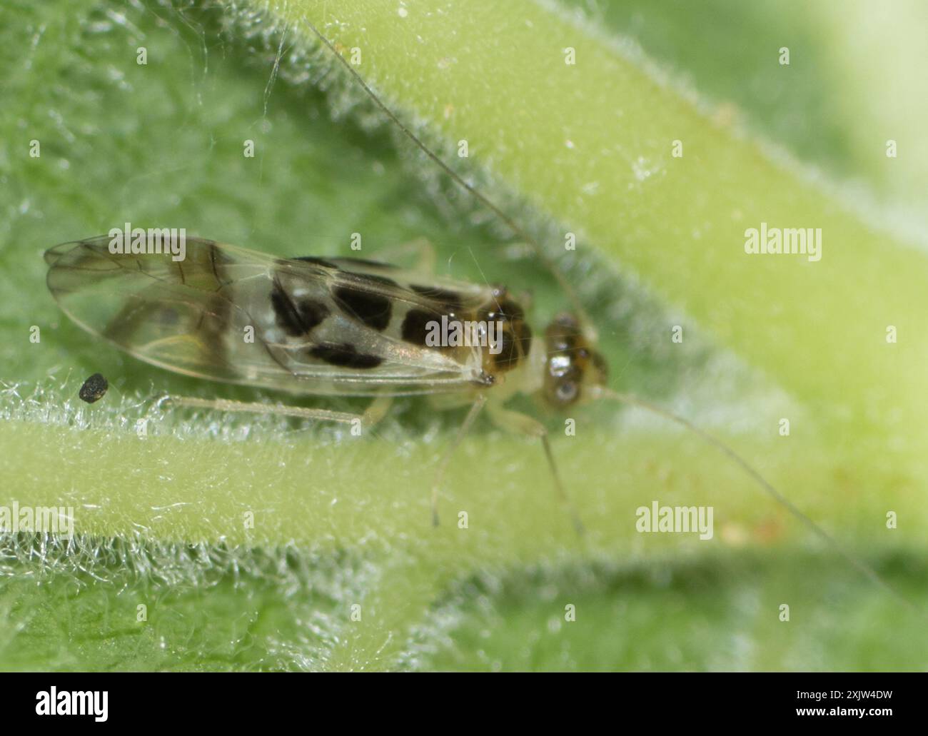 F-winged Barklouse (Graphopsocus cruciatus) Insecta Stock Photo - Alamy