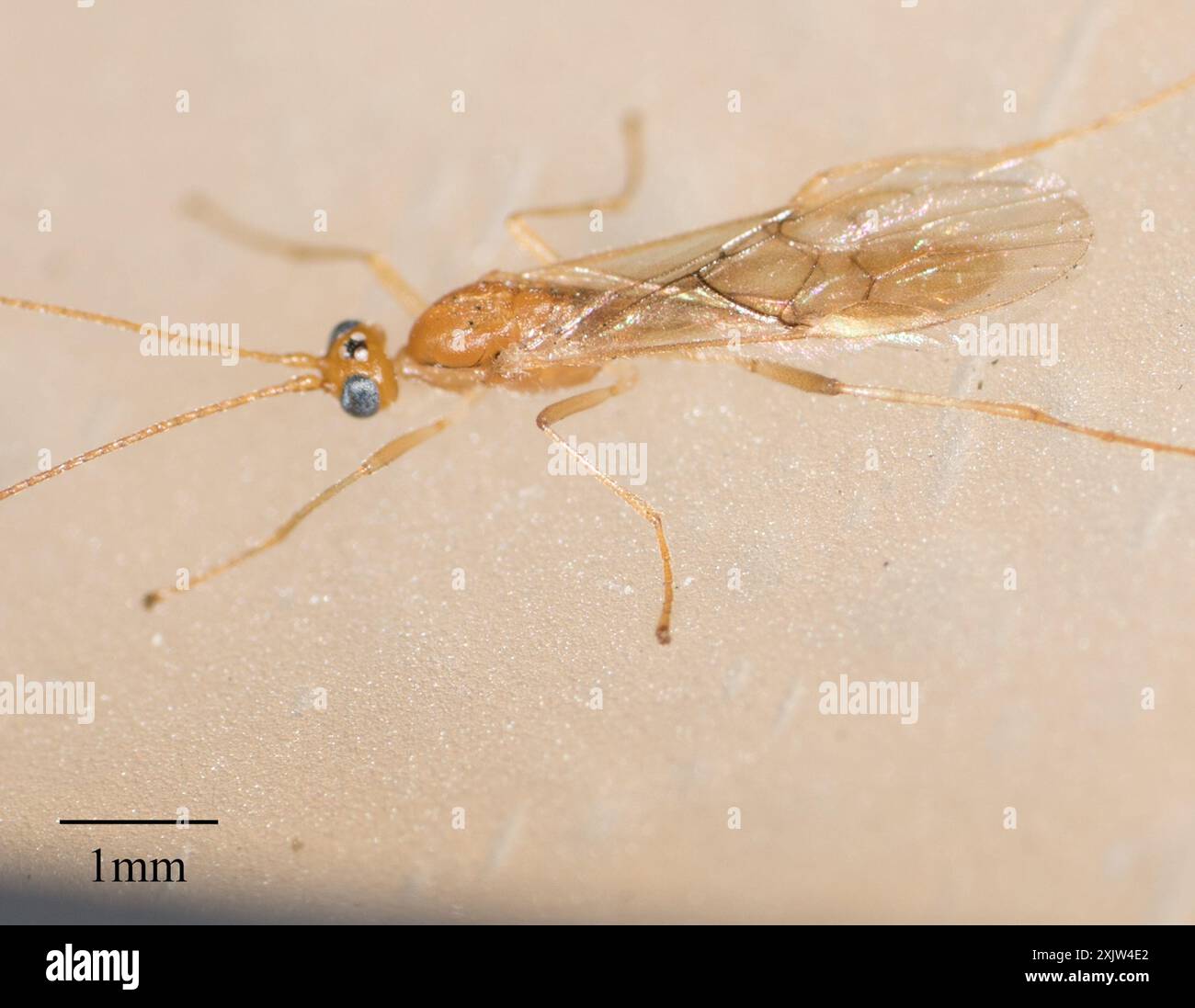 Mummy Wasps (Rogadinae) Insecta Stock Photo - Alamy