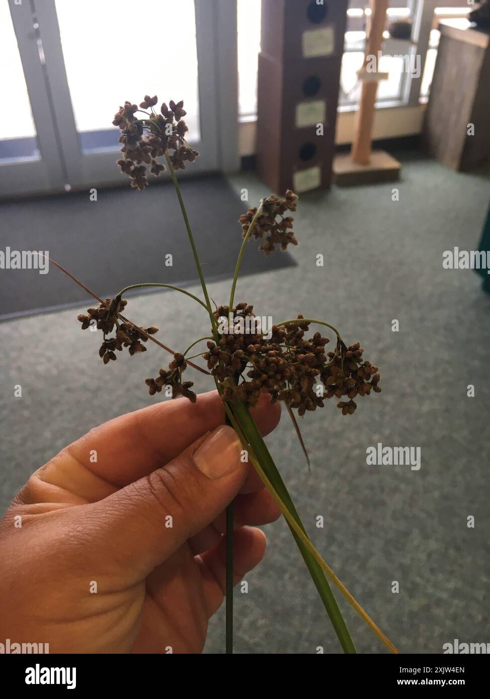 woolgrass (Scirpus cyperinus) Plantae Stock Photo - Alamy