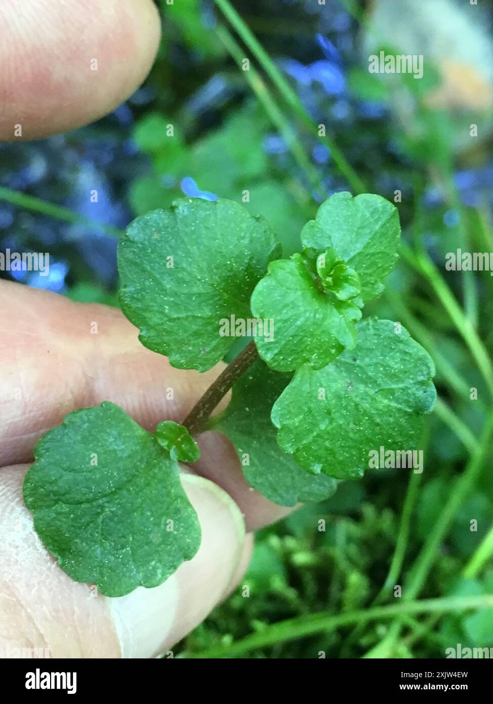 American golden saxifrage (Chrysosplenium americanum) Plantae Stock ...