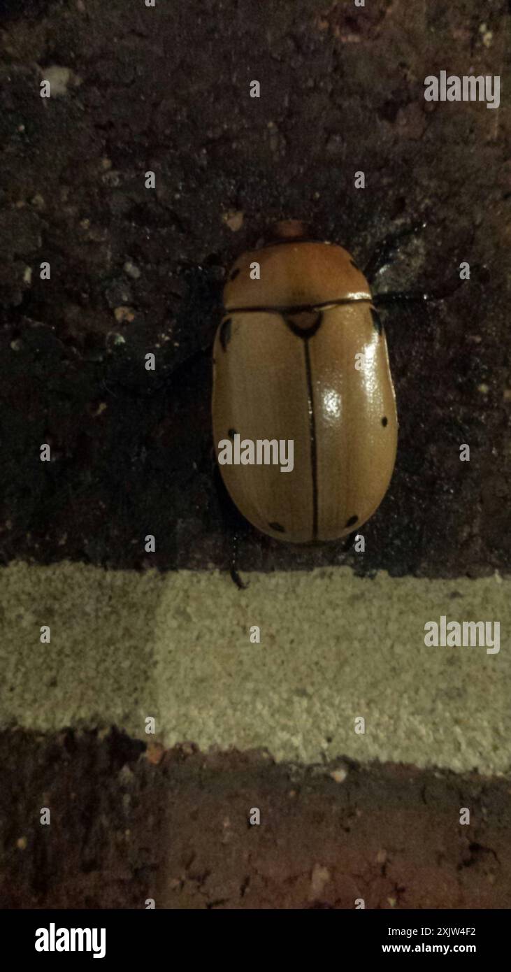 Grapevine Beetle (Pelidnota punctata) Insecta Stock Photo - Alamy