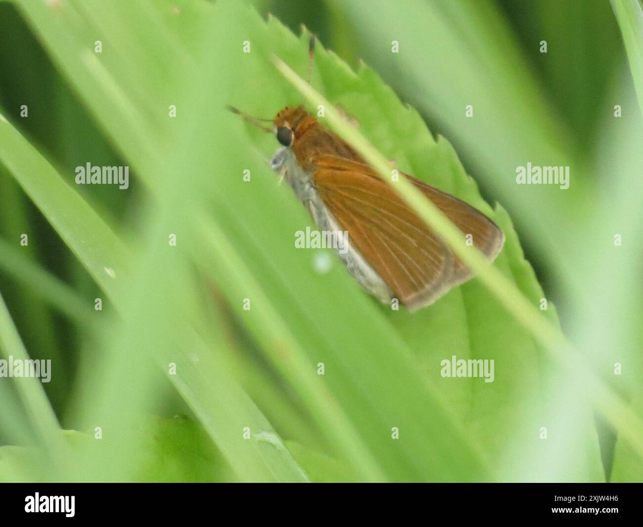 Two-spotted Skipper (Euphyes bimacula) Insecta Stock Photo - Alamy