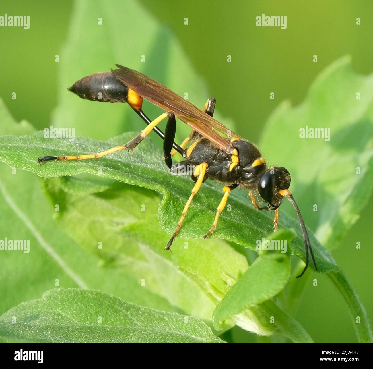 Yellow-legged Mud-dauber Wasp (Sceliphron caementarium) Insecta Stock ...