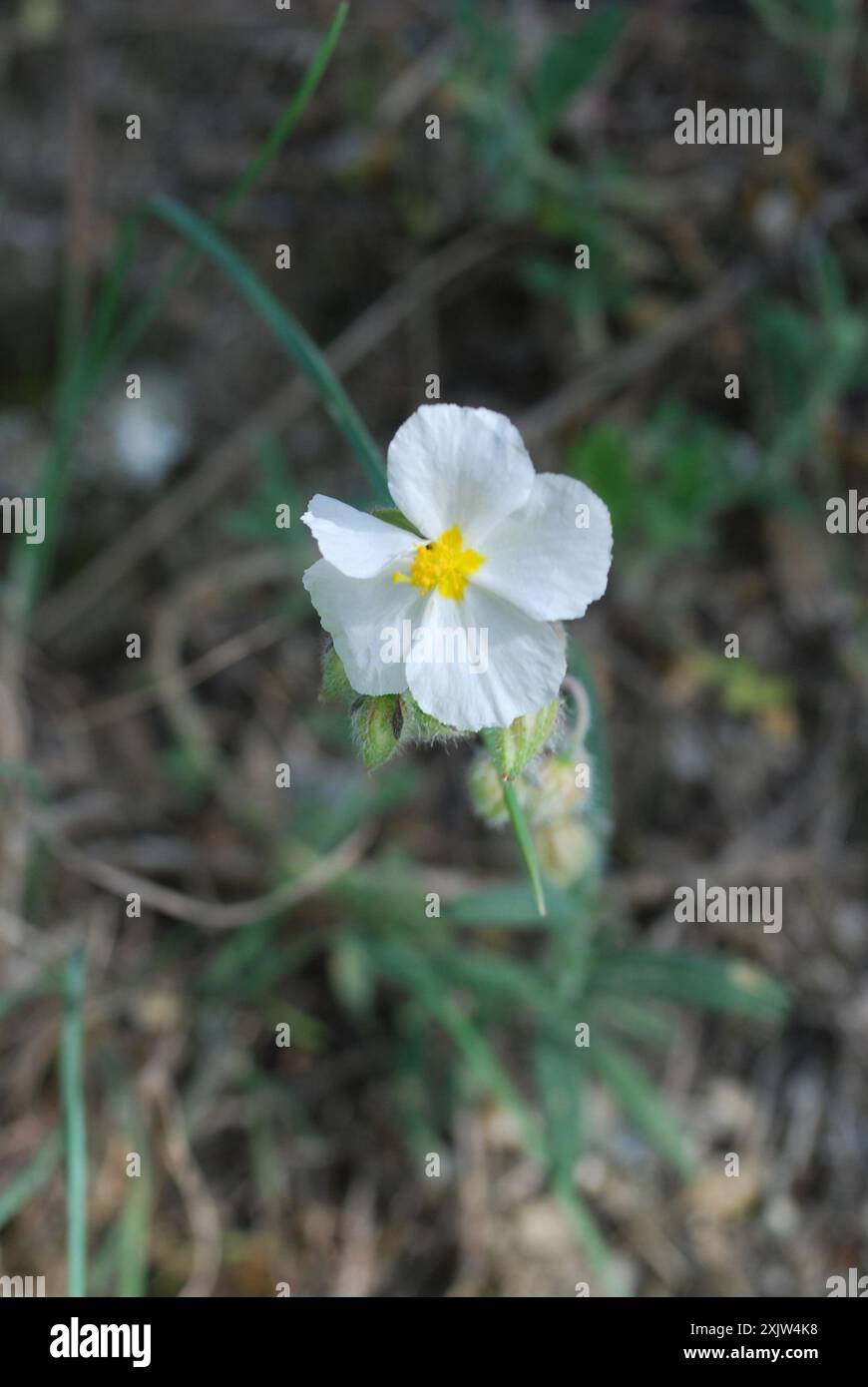 rock-rose family (Cistaceae) Plantae Stock Photo - Alamy