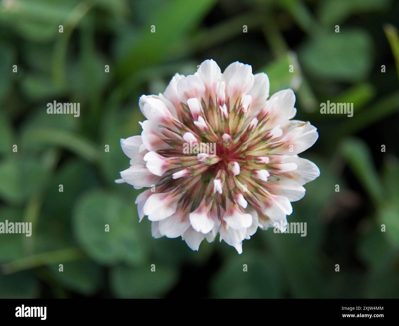 white clover (Trifolium repens) Plantae Stock Photo - Alamy