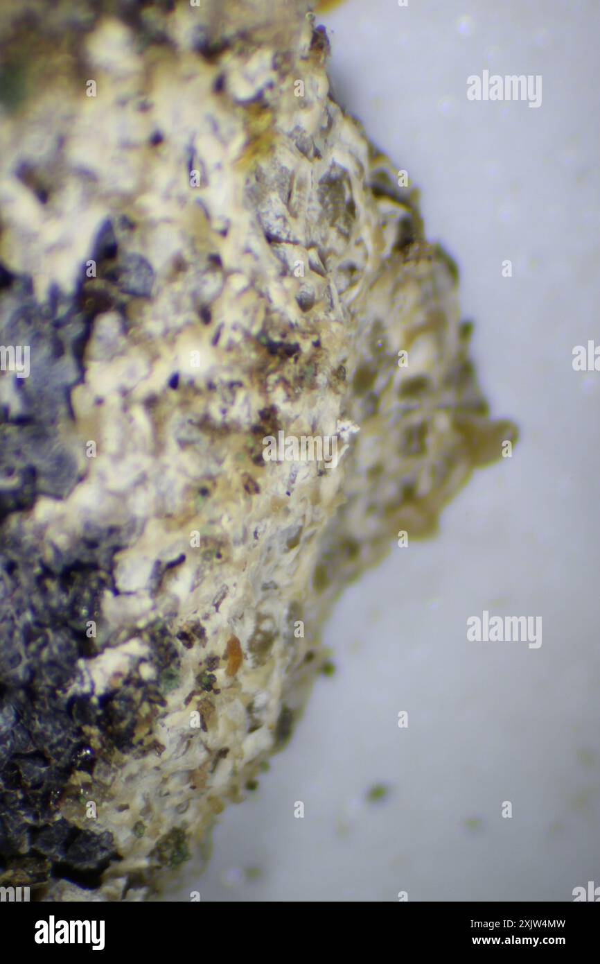 (Fuligo intermedia) Protozoa Stock Photo - Alamy
