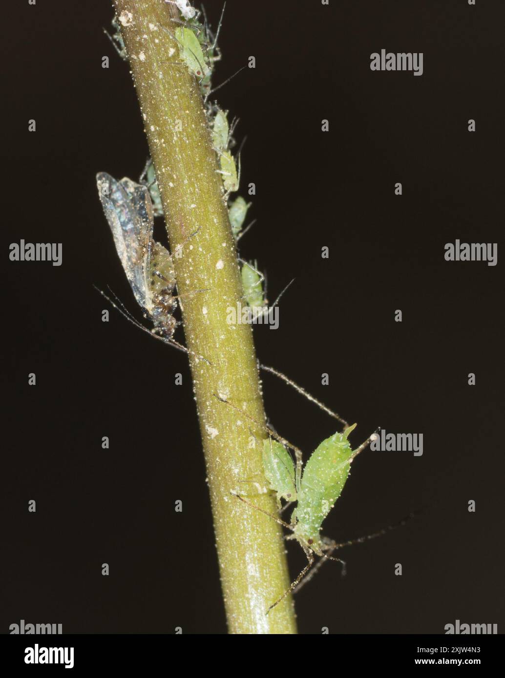 Potato Aphid (Macrosiphum euphorbiae) Insecta Stock Photo - Alamy